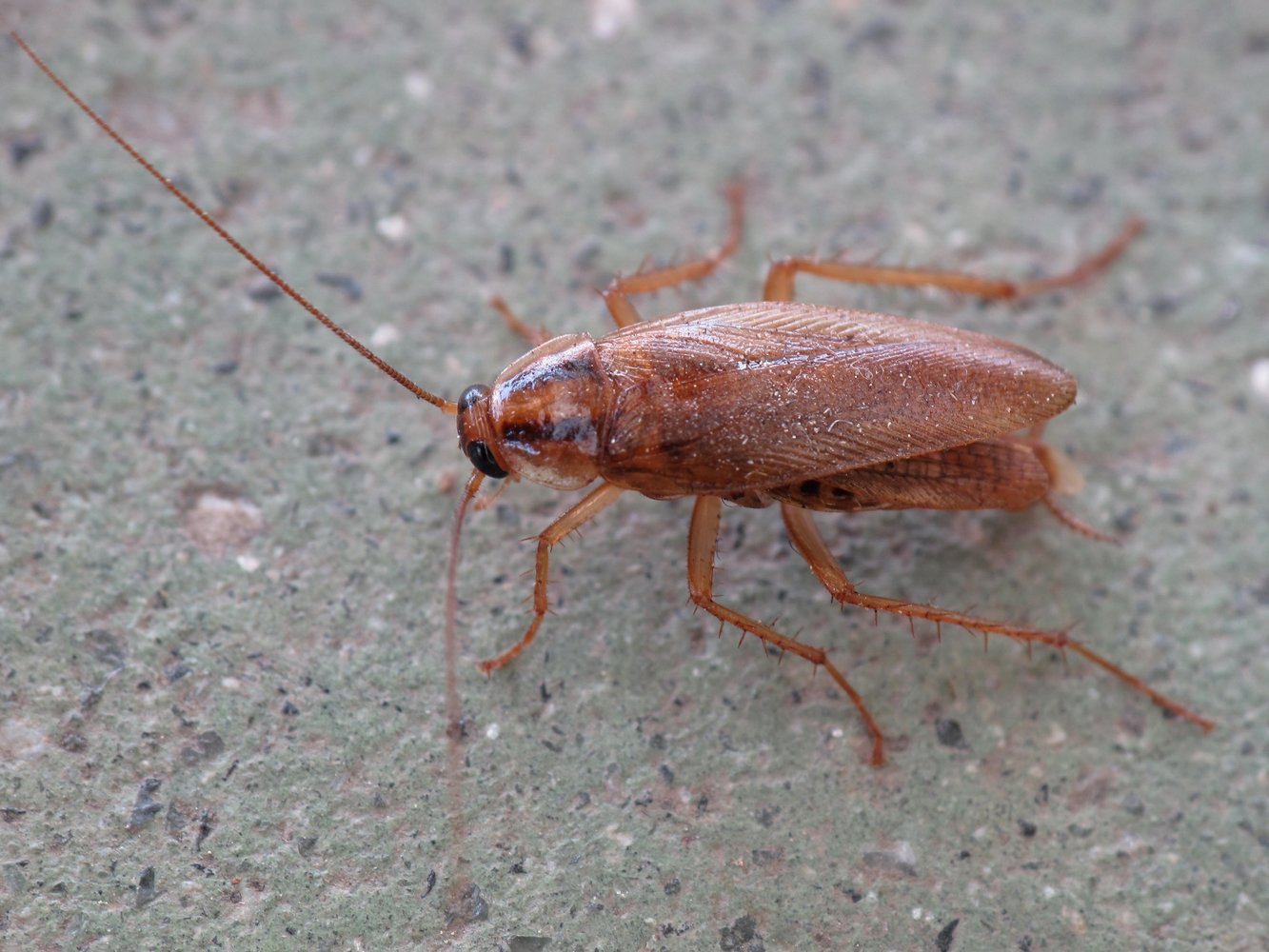 Hellbrauner Käfer Mit Langen Fühlern
